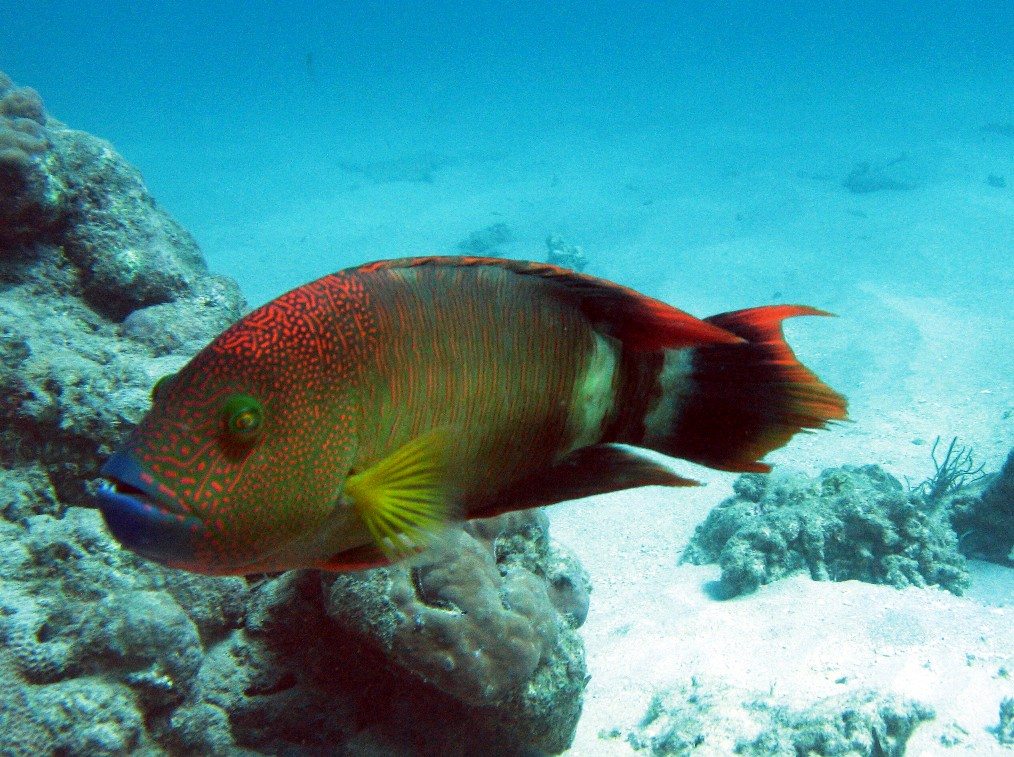 6. Tripletail Wrasse - Reef Doctor - Marine Conservation