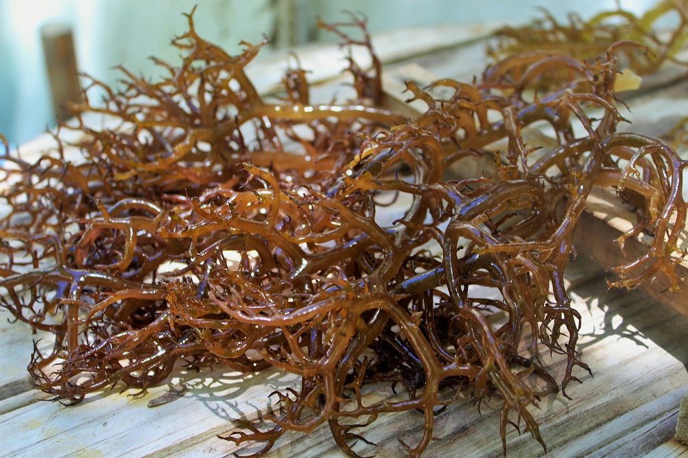 Seaweed Sales Across the Bay