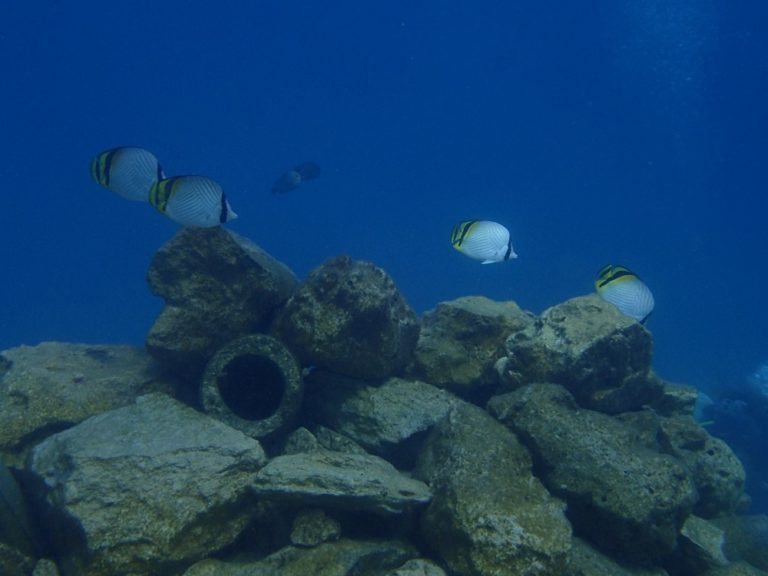 Artificial Reefs - Reef Doctor - Marine Conservation