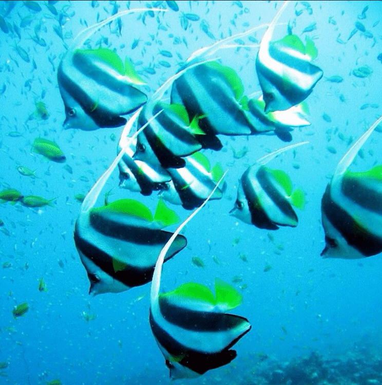 About - Reef Doctor - Conservation & Social Development