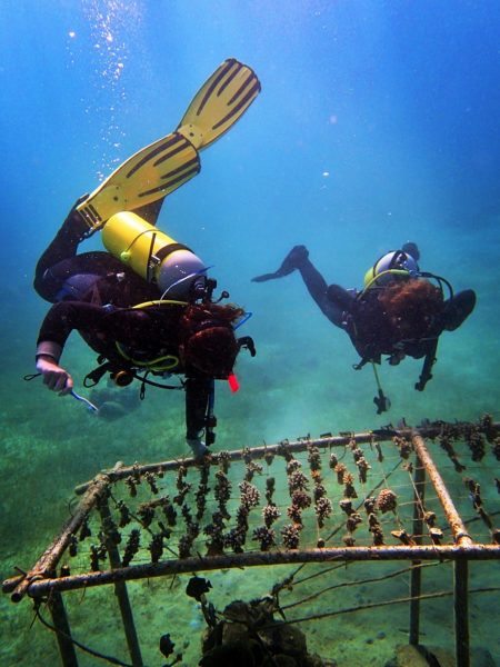 Reef Restoration - Reef Doctor - Marine Conservation
