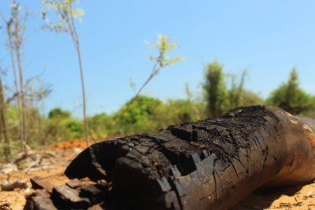 Spiny Forest - Reef Doctor - Marine Conservation