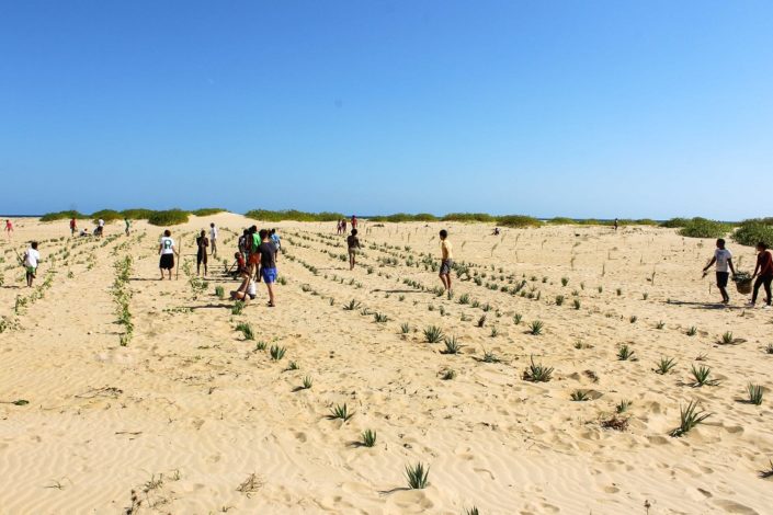 Protecting Mangroves Through Dune Stabilisation