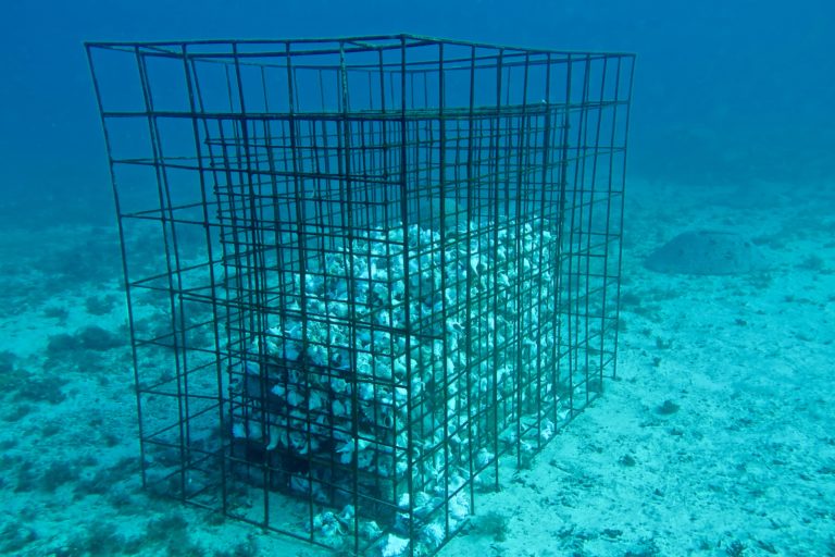 Artificial Reef Site Gains New Habitat Enhancement Structures